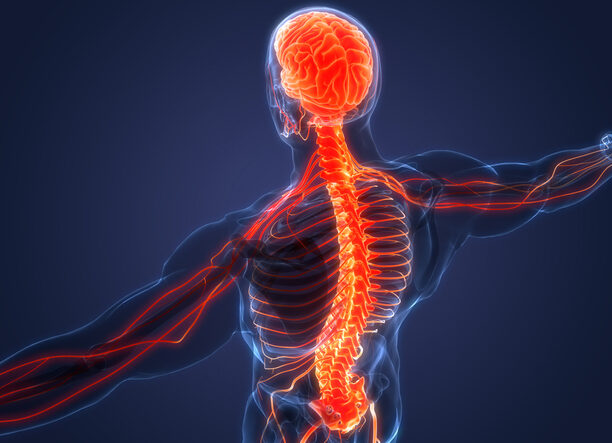 The Nerve You Should Never Neglect – Health and Wealth Bulletin